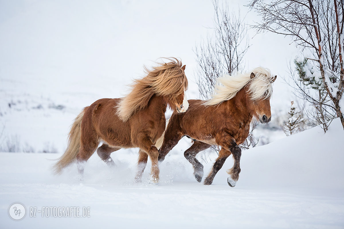 Islandpferde im Schnee – Sonja und Biskup · BZ Fotografie