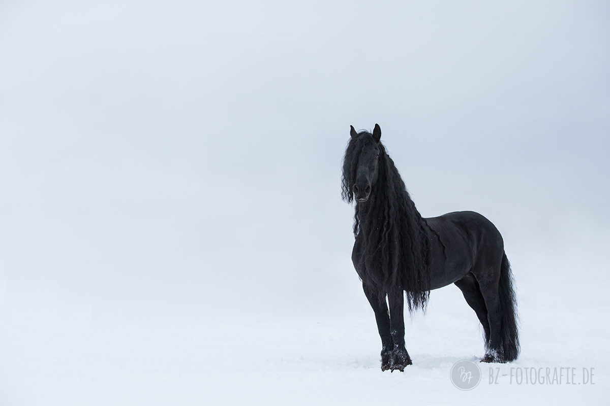 Pferdefotos im Schnee | Friesenhengst Thiadmar | Birgit Zimmermann ...